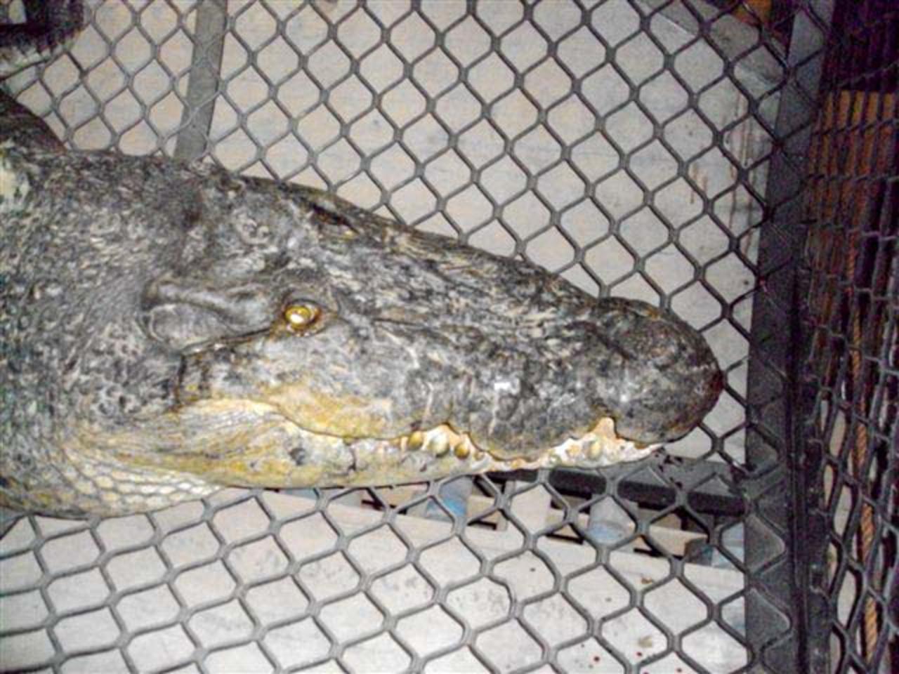 Stalking croc caught - ABC News