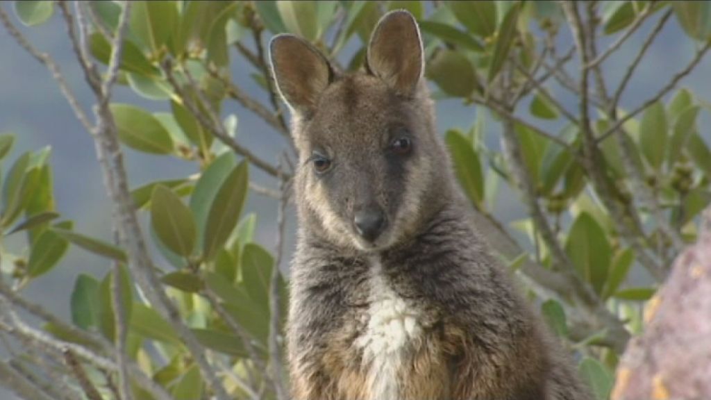 Endangered wallaby used to get development project approved - ABC News