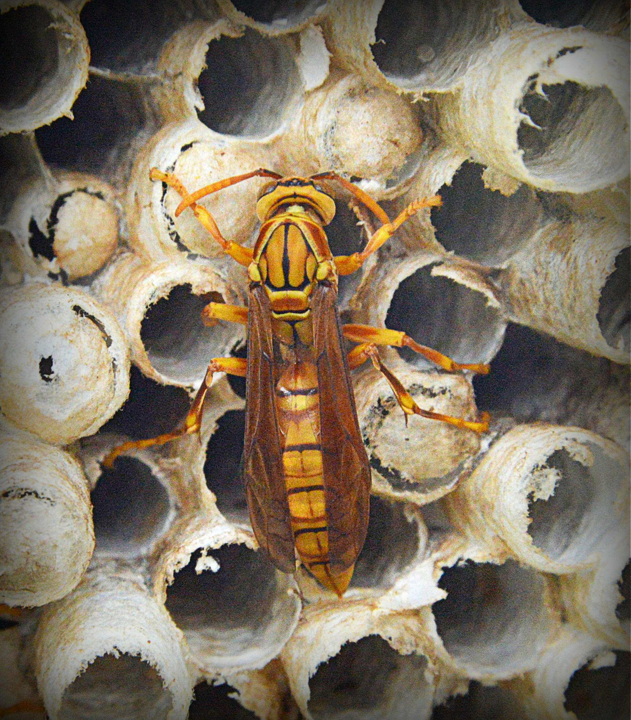 Entomologist concerned exotic Macao pest wasp could make its way to ...