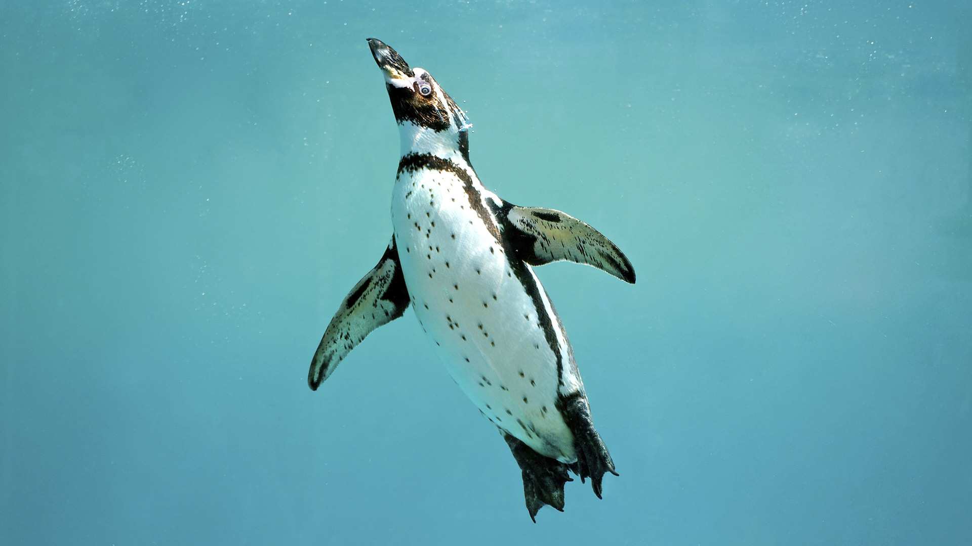Curious Kids: Do penguins fly underwater? - ABC Education