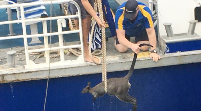 Wallaby rescued from Sydney Harbour by Manly ferry workers - ABC News