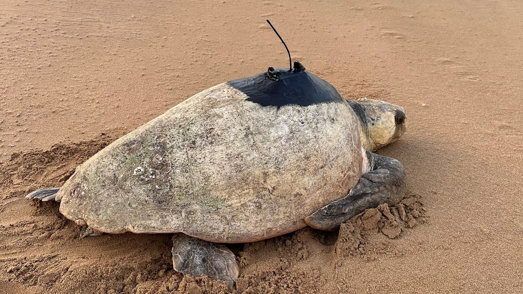 Tracking mother turtle reveals secrets about the lives…