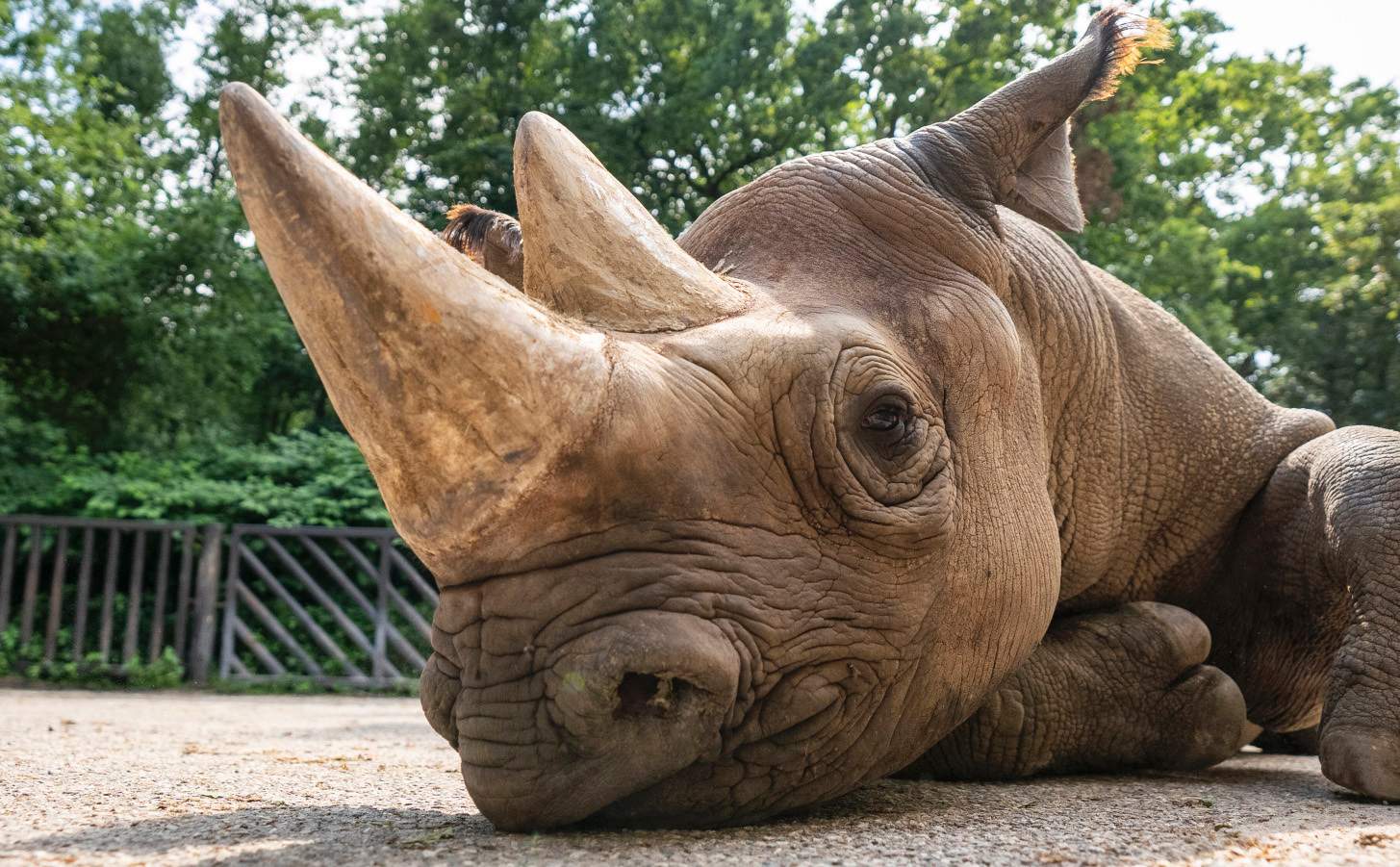 Test tube rhino successfully transferred by scientists sparking new ...
