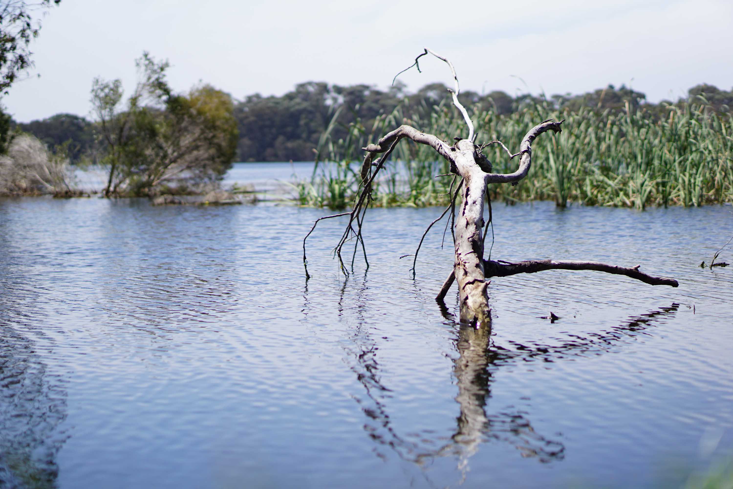 Perth wetlands transformed as winter rainfall revitalises parched ...