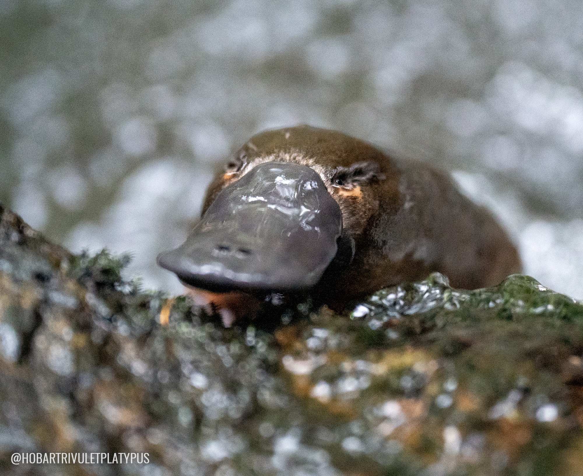 Tasmanian platypus enthusiast surprises scientists with his rare toilet ...