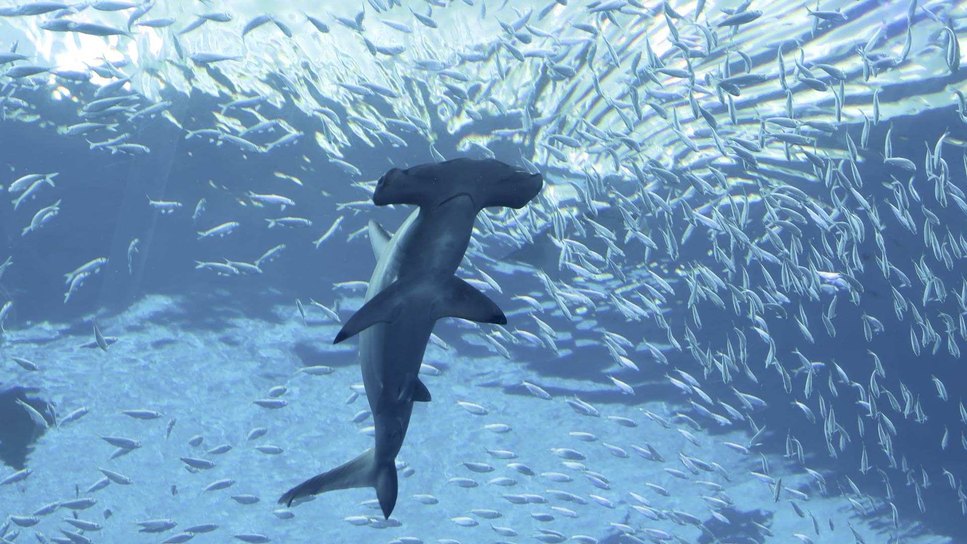 Teaching children about sharks is crucial for ocean conservation - ABC ...