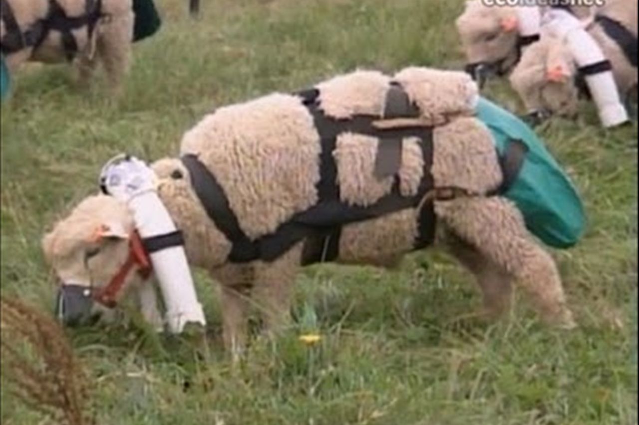 Sheep get their wind measured - ABC News