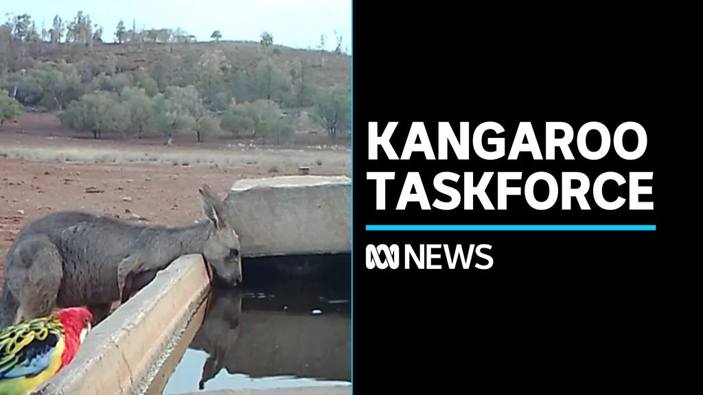 Scientist call for urgent action to manage kangaroo populations - ABC News