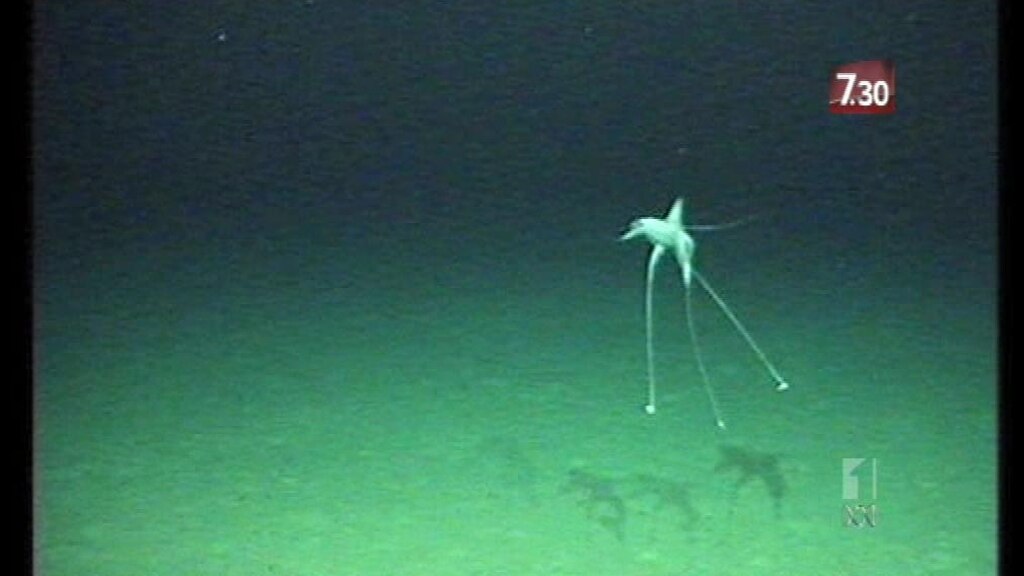 New project uncovers more of the deep sea - ABC News