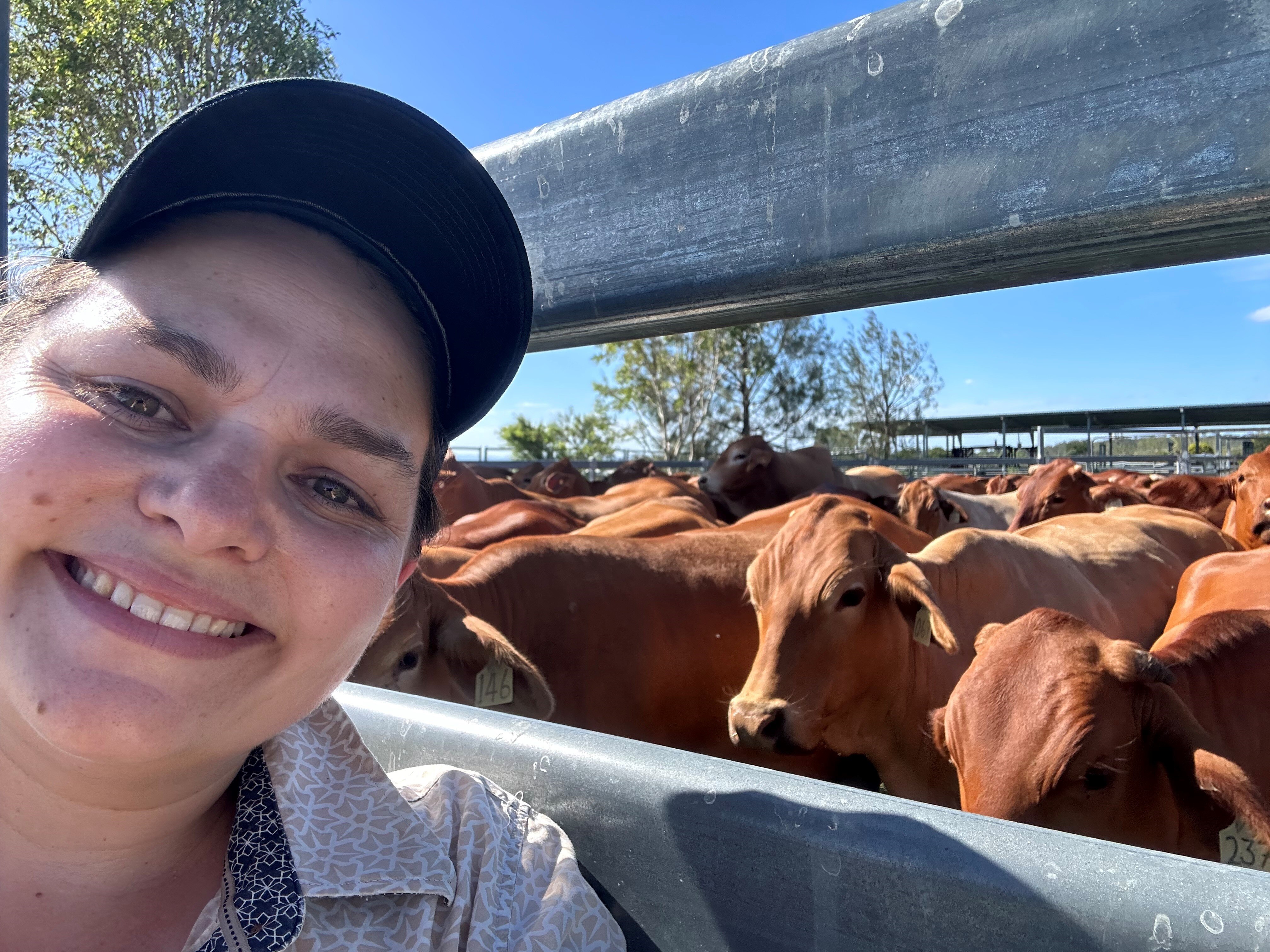 Severe hot weather forces farmers to look for ways to keep cattle cool ...
