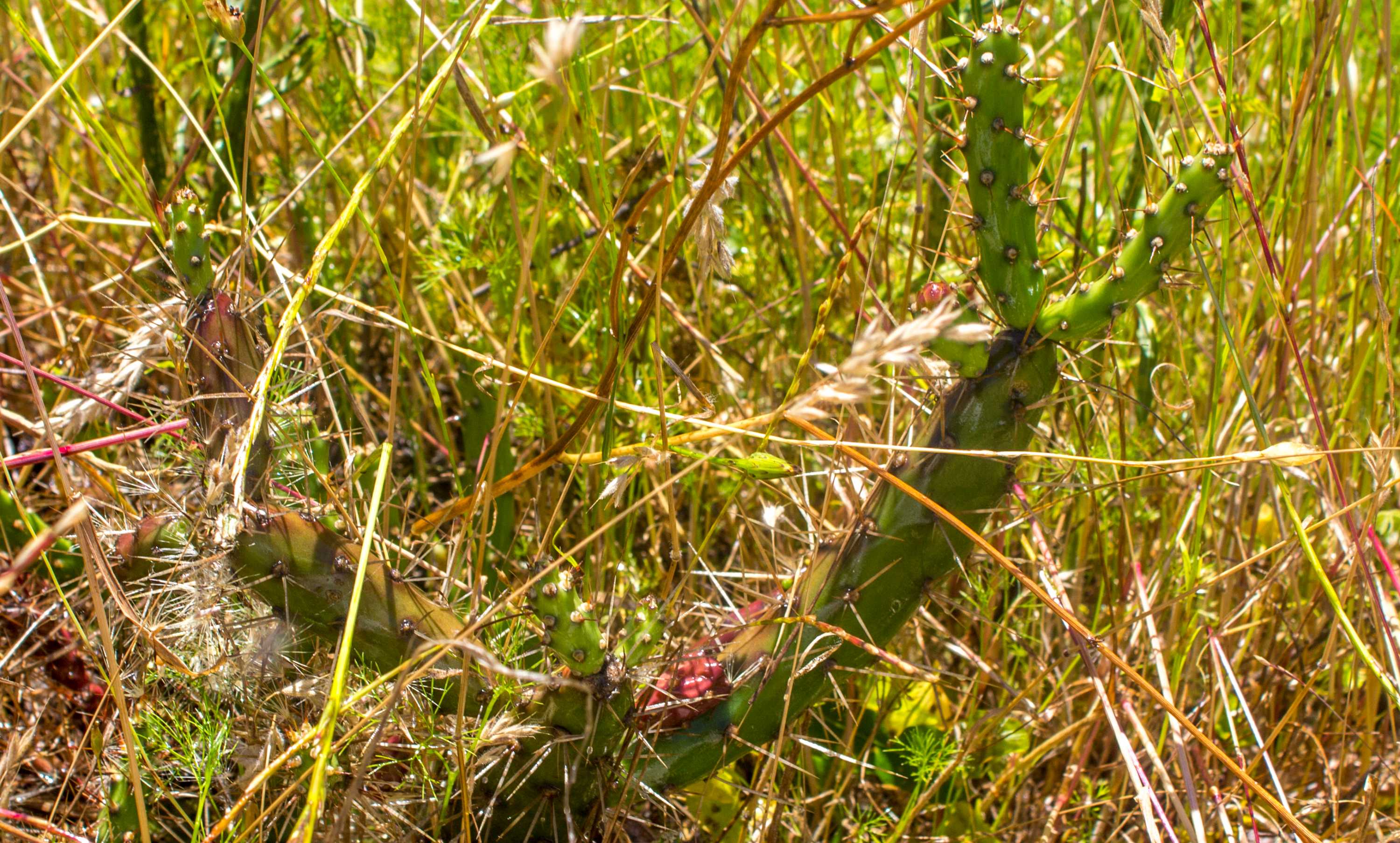 Farmer tackles 'cruel' tiger pear and other weeds on horseback - ABC News