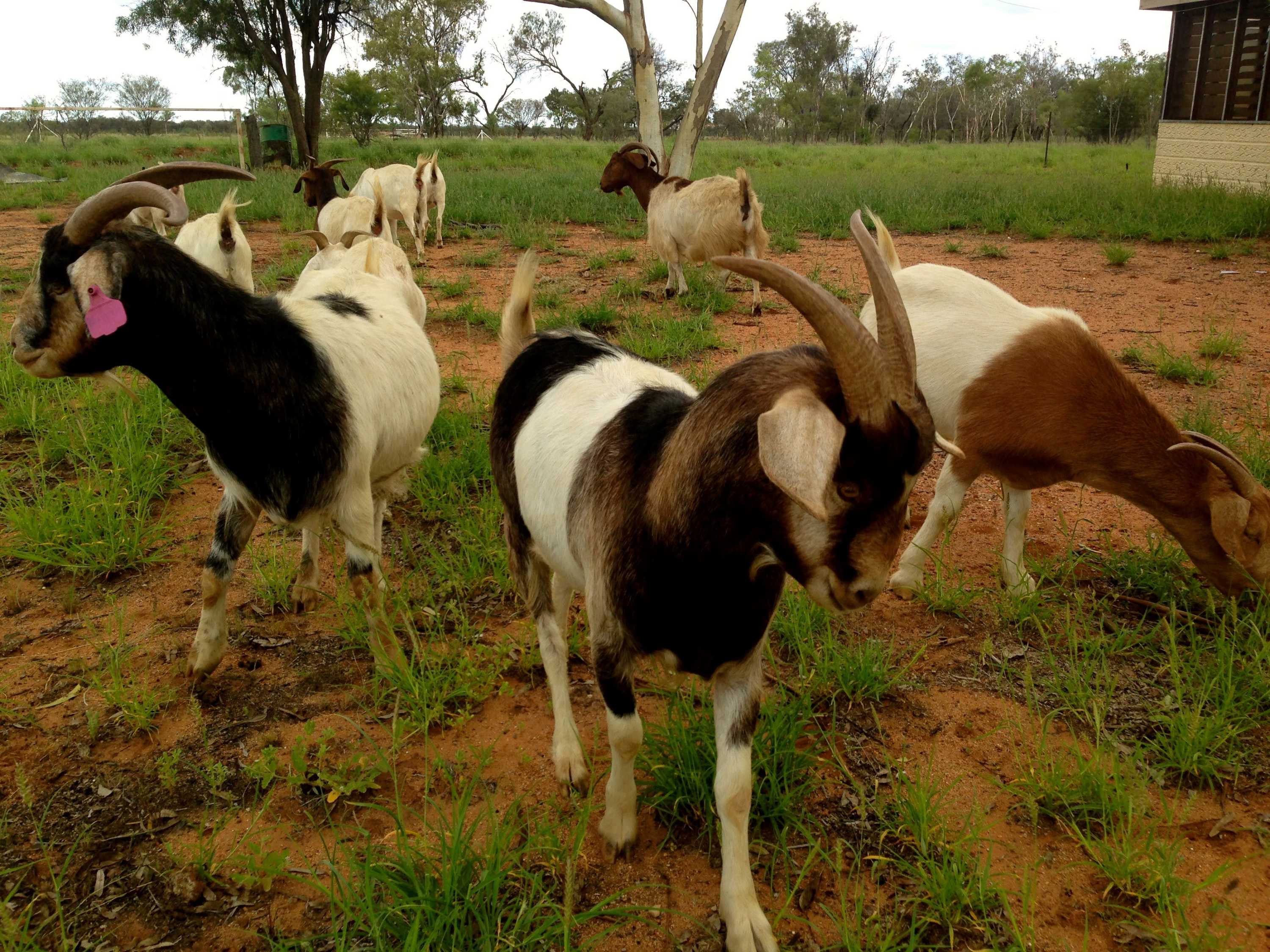Northern Territory pastoralist hopes for goat comeback - ABC News