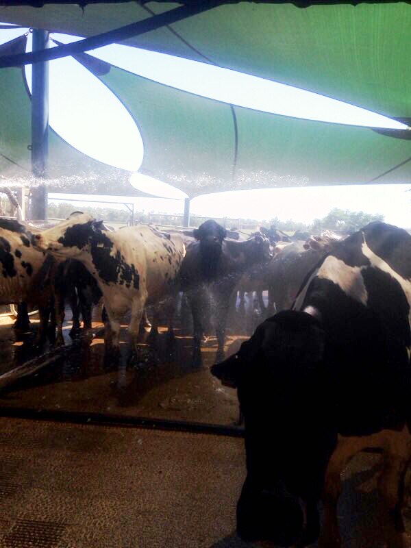 Severe hot weather forces farmers to look for ways to keep cattle cool ...