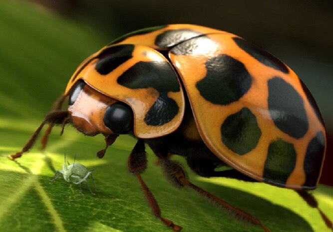 BTN: Ladybug life cycle - ABC Education