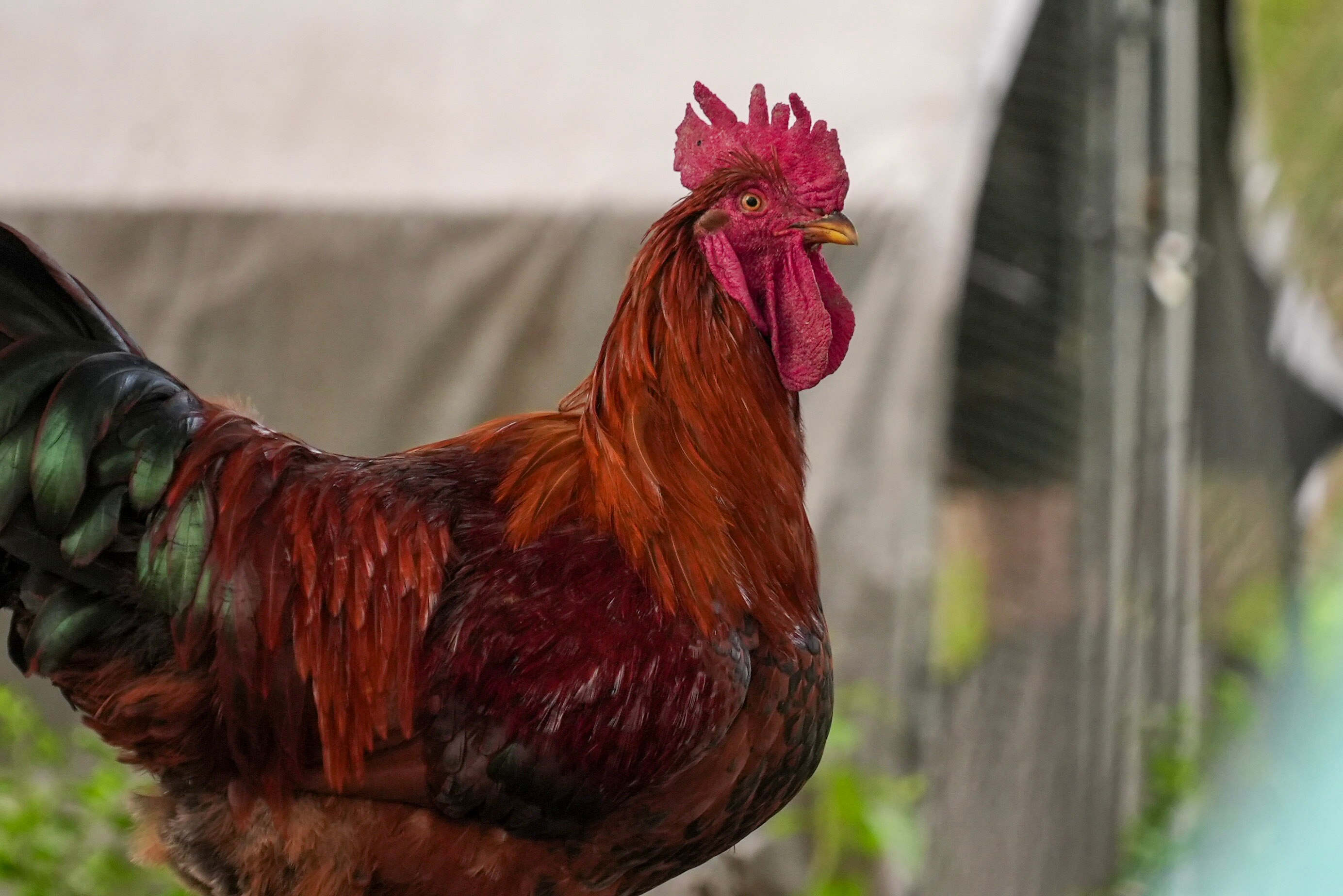 'Rooster dumping' on the rise as backyard chicken flocks grow in ...