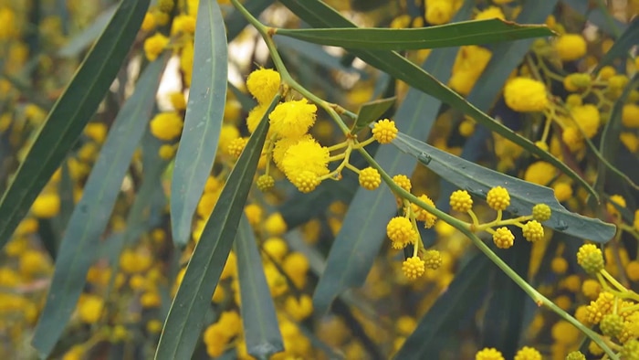 Wattles - Gardening Australia