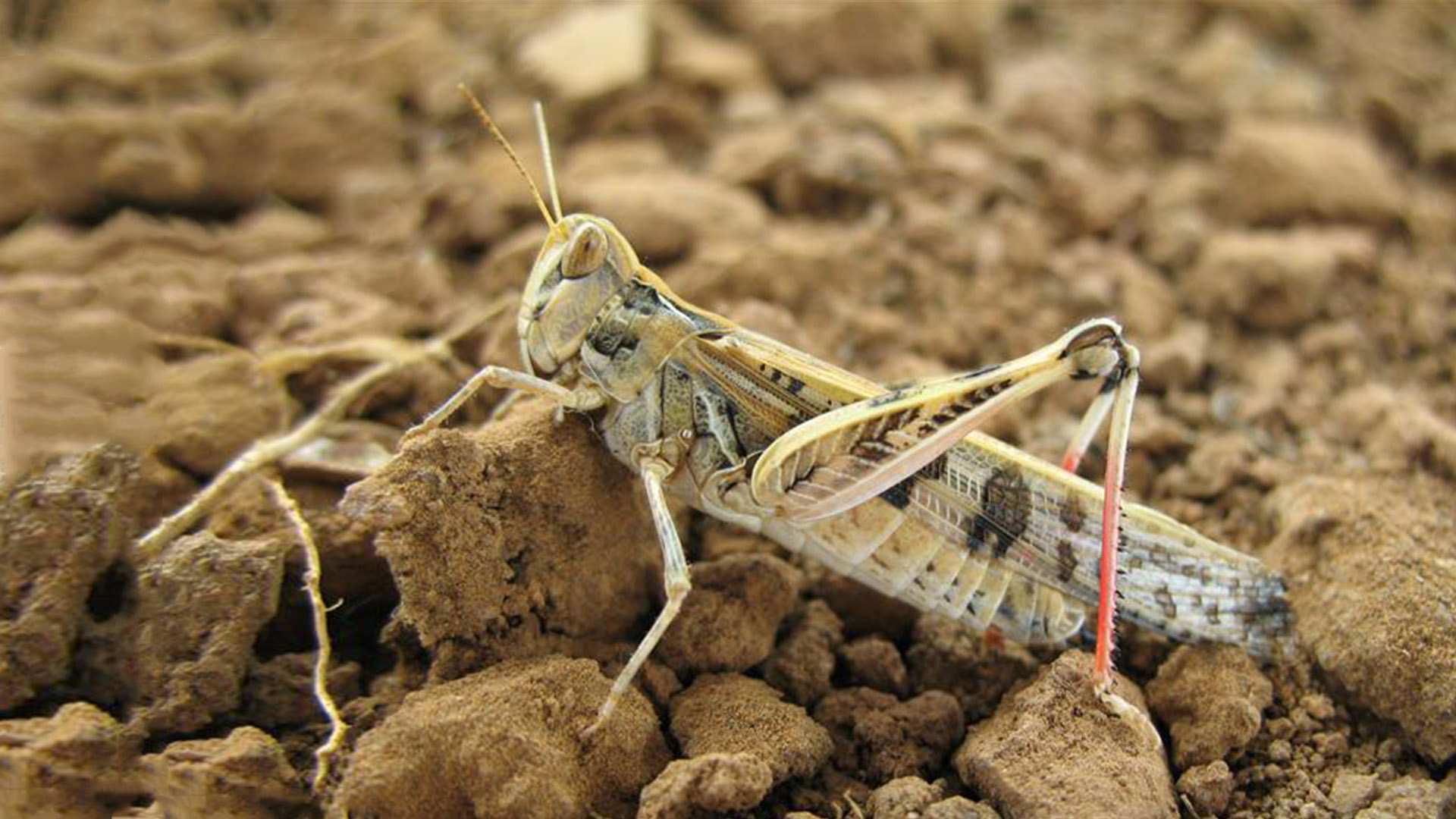 Could Africa's locust swarms happen here? - ABC News