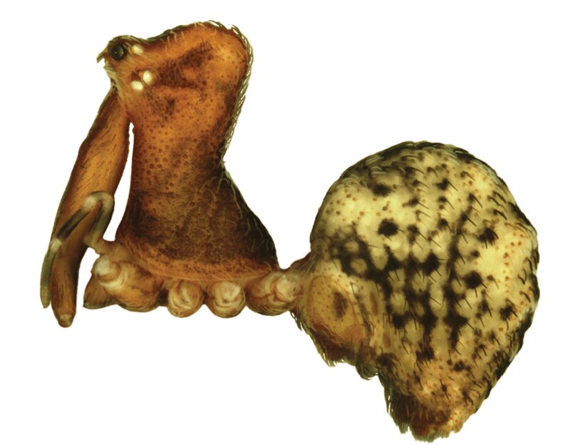 'Assassin' spiders feared extinct after Kangaroo Island bushfires - ABC ...