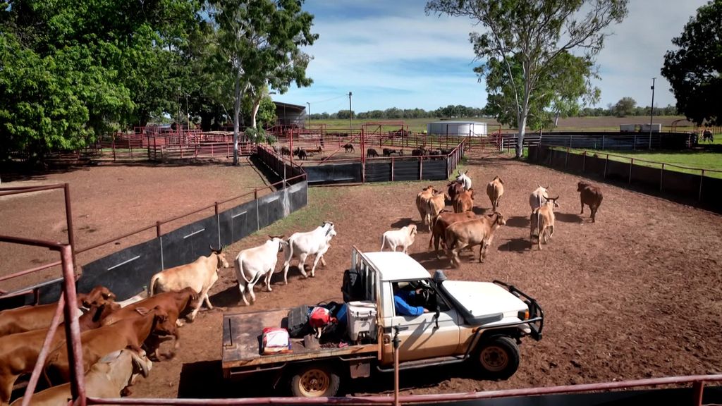 Data Cowboy: the Top End's data wrangler - ABC News