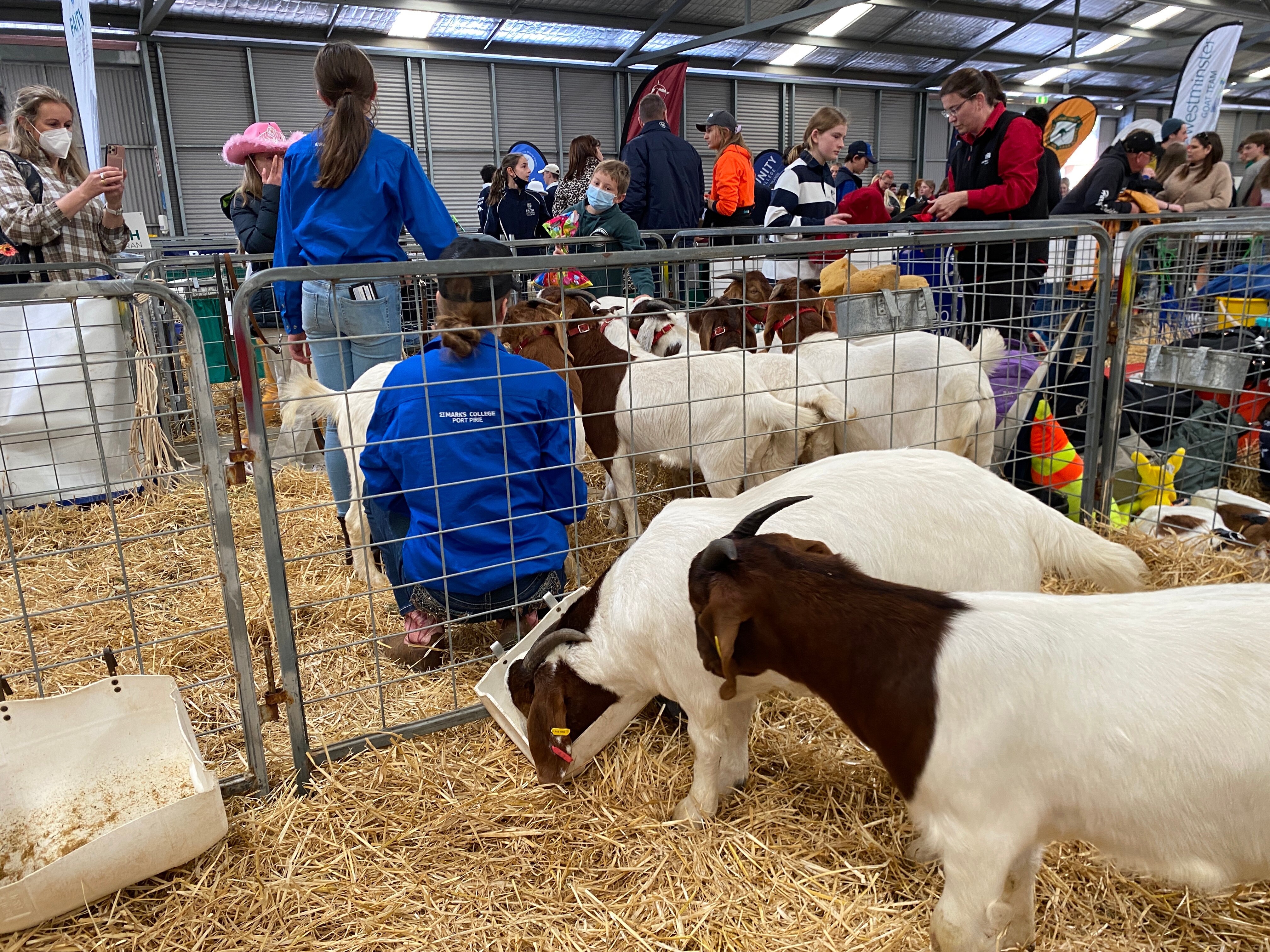 Royal Adelaide Show attendees make Clare High School's therapy goat ...