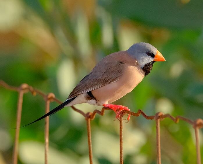 Tweet of the week - ABC listen