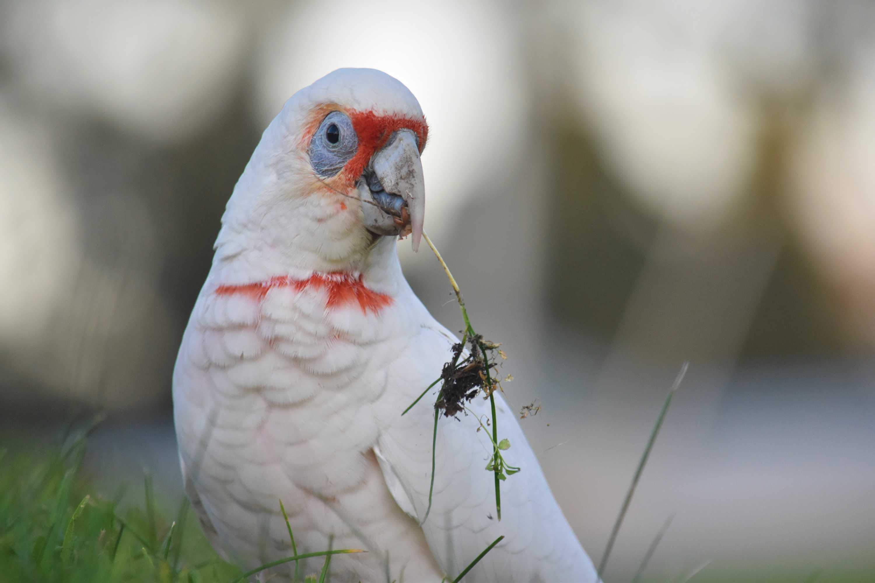 Flocks of corellas "near plague proportions" in northern Adelaide - ABC ...