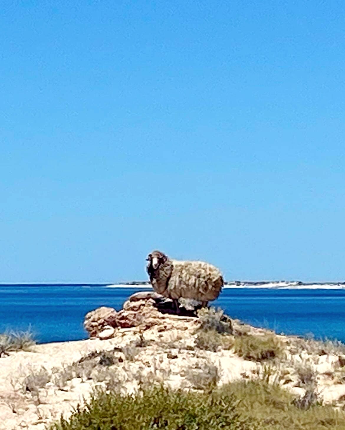Exmouth's king of Ningaloo lighthouse Shaun the sheep dies after wild ...