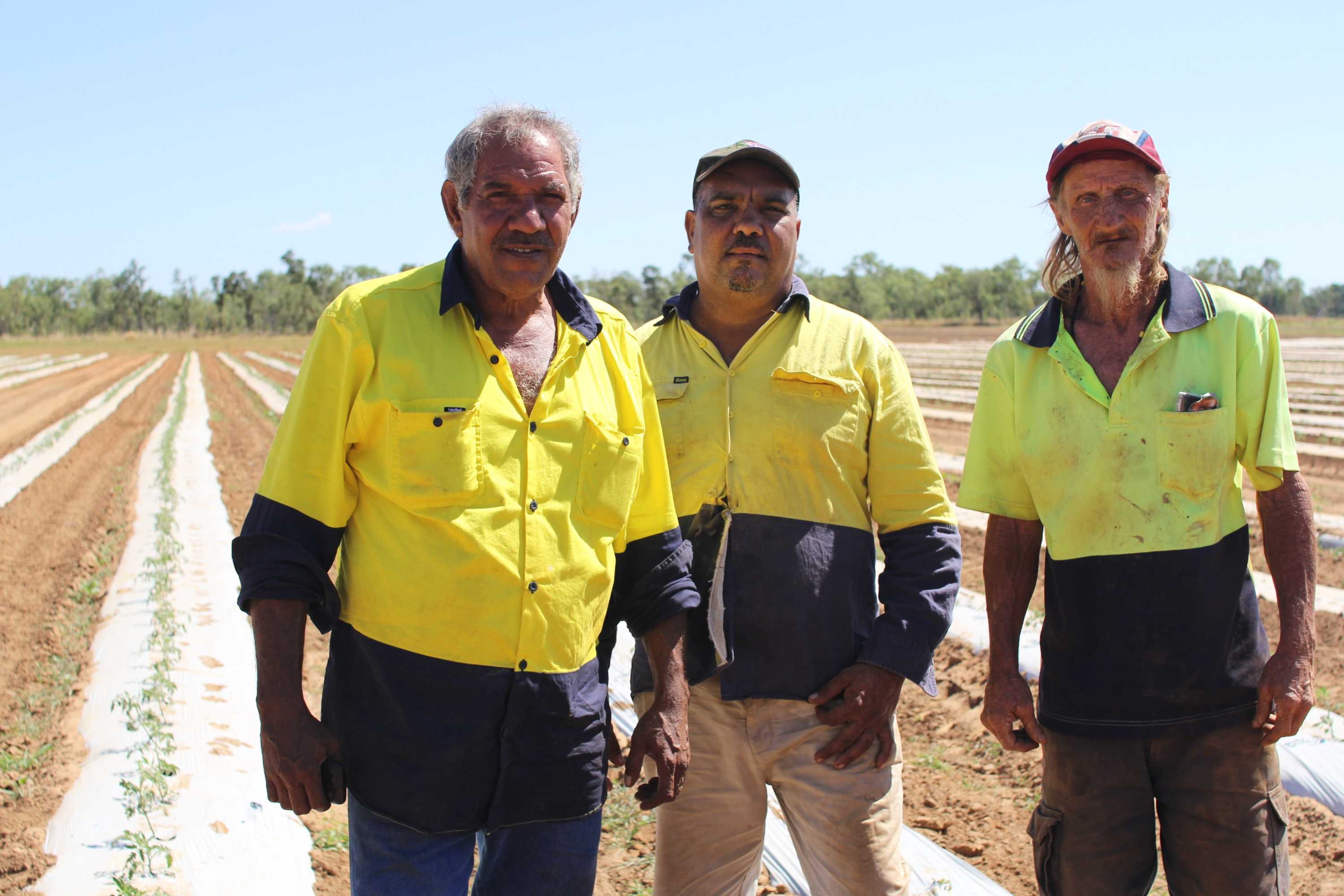 Planting starts at Indigenous-run Northern Territory tomato farm - ABC News