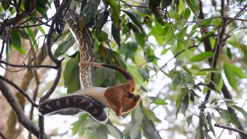 'Monty Python' grabs possum by the head, devours it in viral video ...