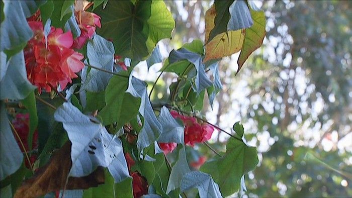 Winter's Joy Tree - Gardening Australia