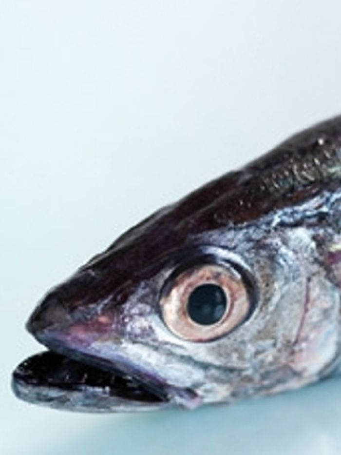 Securing the seafood industry for the future - ABC listen