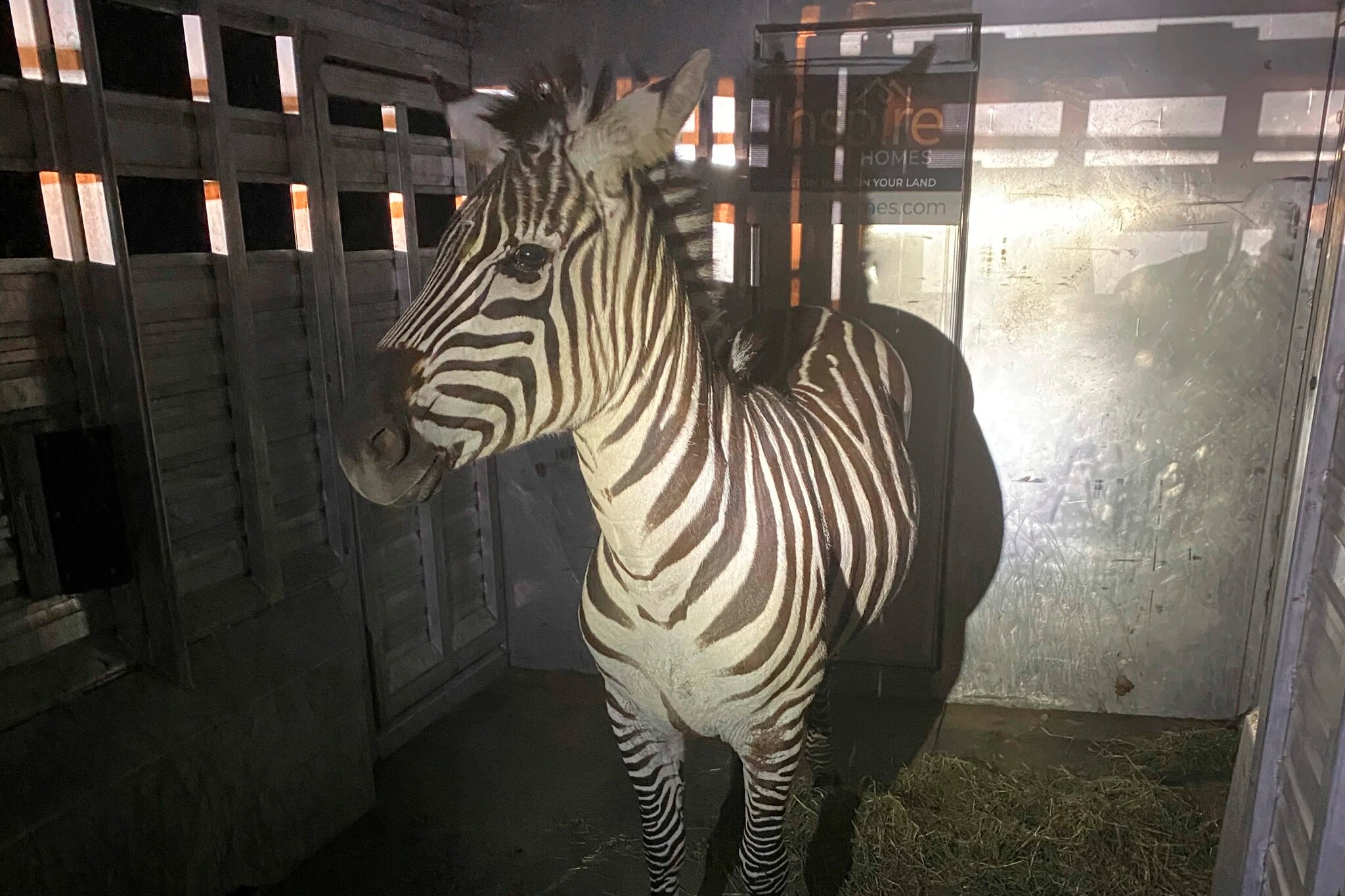 Escaped zebra captured near Seattle, Washington after gallivanting for ...