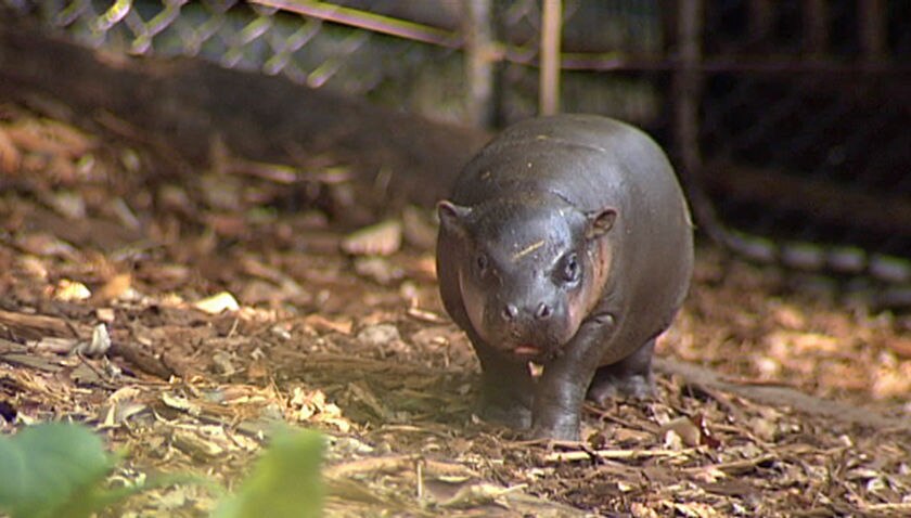 Pygmy hippo at Taronga Zoo - ABC News