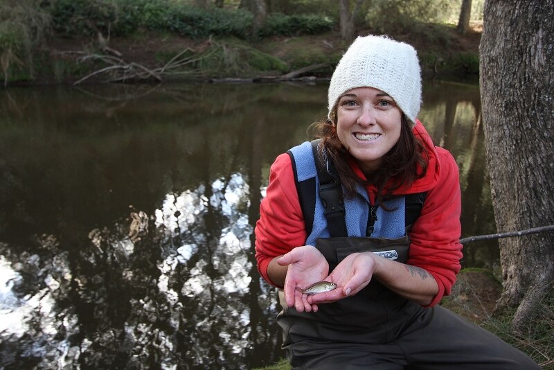 Conservation celebrations: Why this tiny fish fingerling has scientists ...