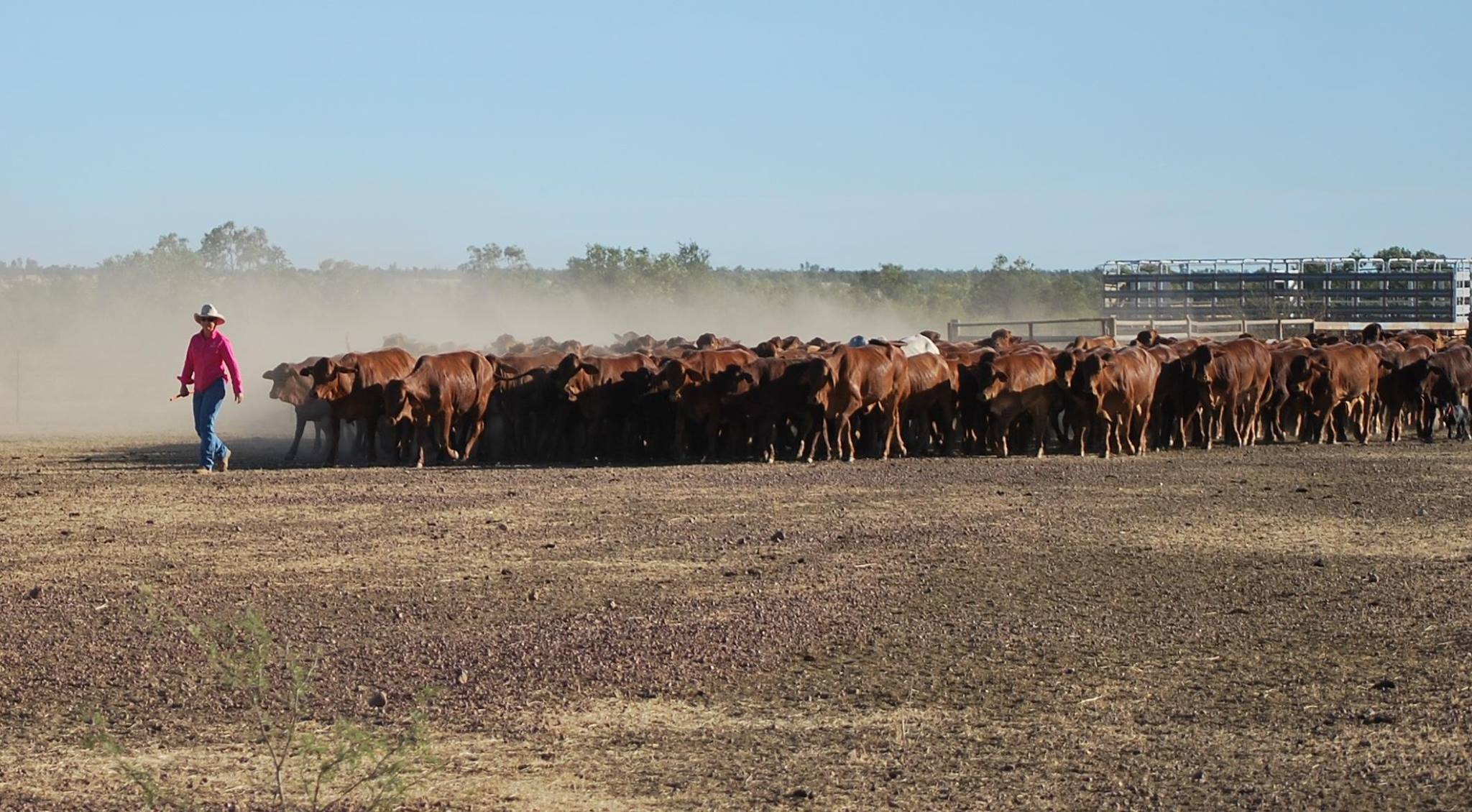 Norfolk and Herbertvale nature refuges aim to protect ecosystems ...