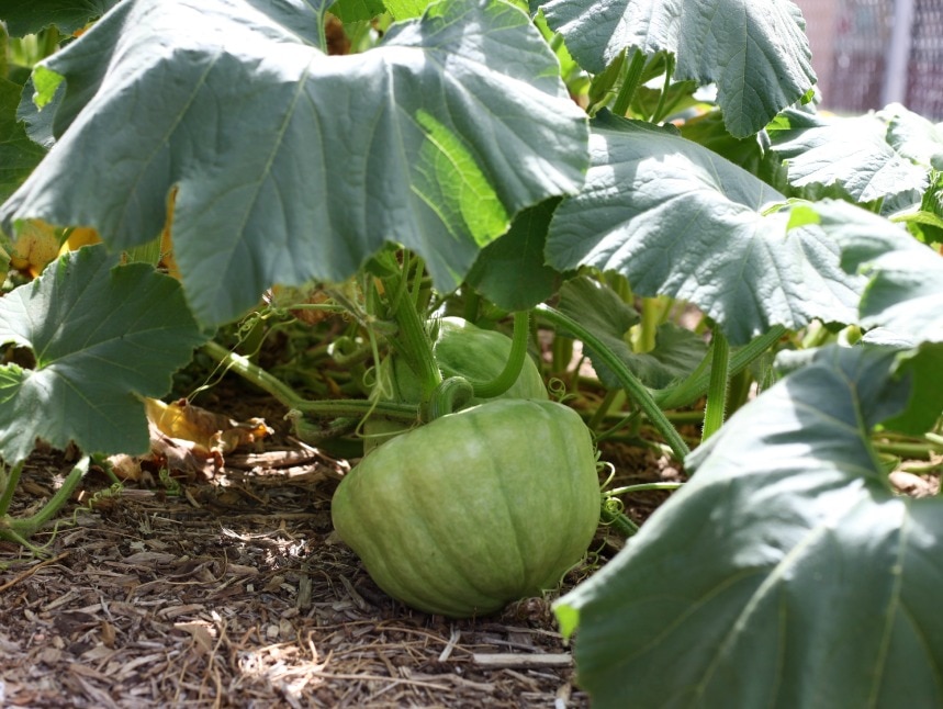 Kim Lester - ABC News