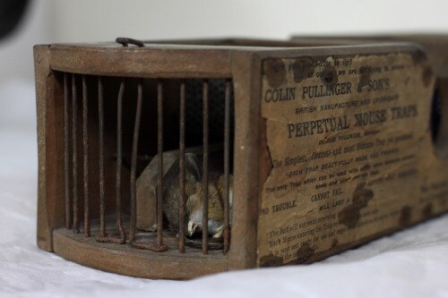 155-year-old museum mousetrap claims new victim; mouse may become part ...