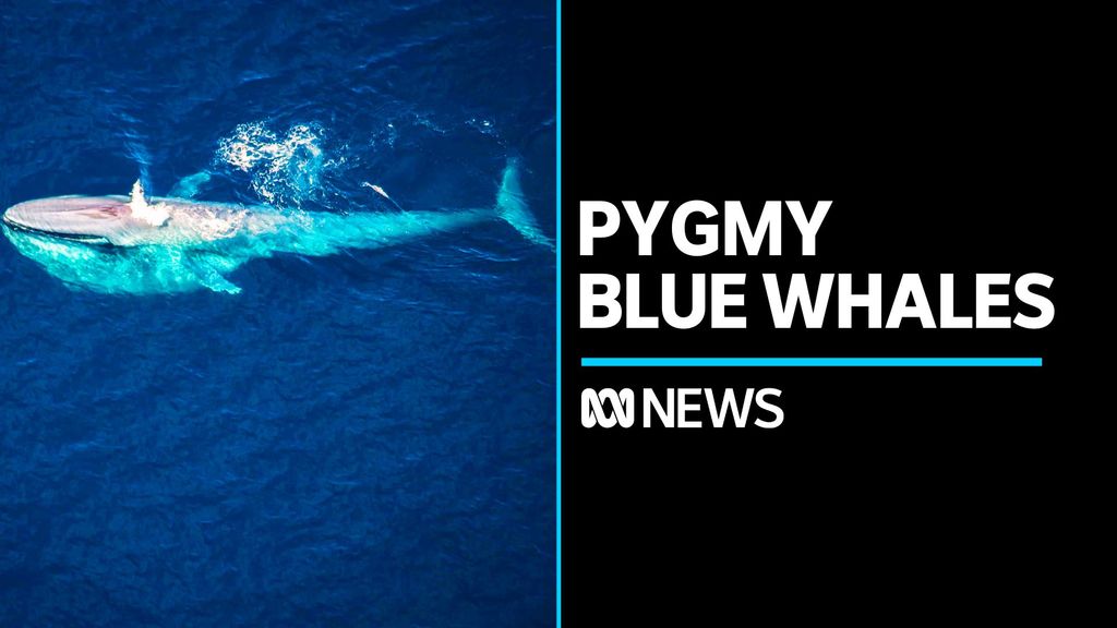 Warming oceans delaying pygmy blue whale migration - ABC News
