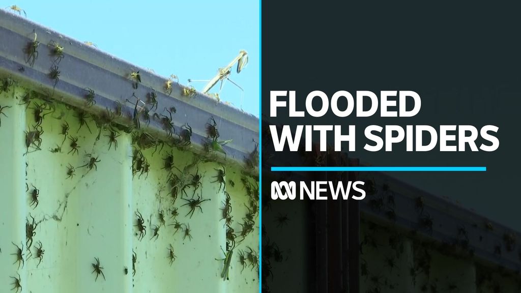 NSW floods cause thousands of spiders to seek higher ground - ABC News