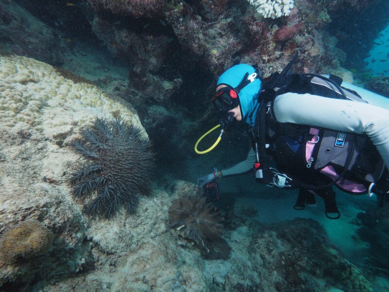 Fish poo could be the key in tackling reef's thorny problem - ABC News