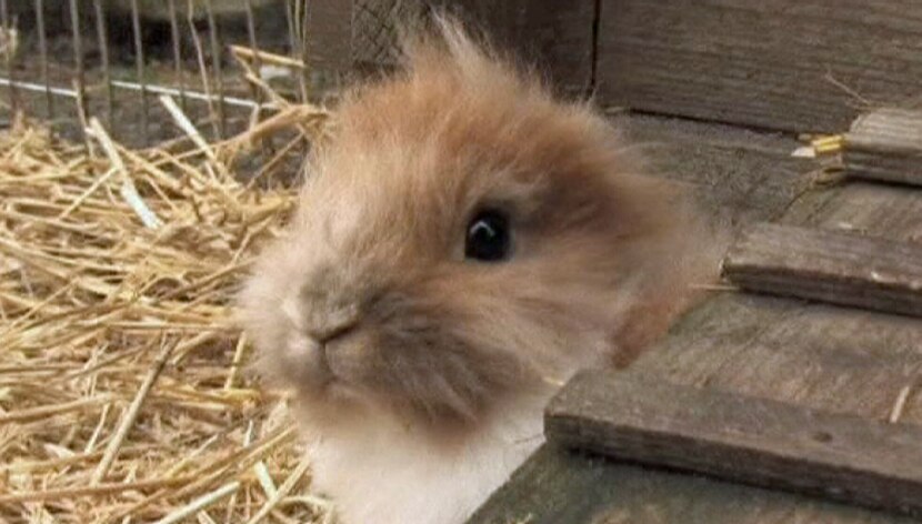 Earless bunny born in Germany - ABC News