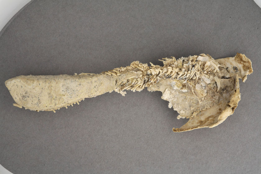 Aussie scientists find world's oldest fossil mum - ABC News