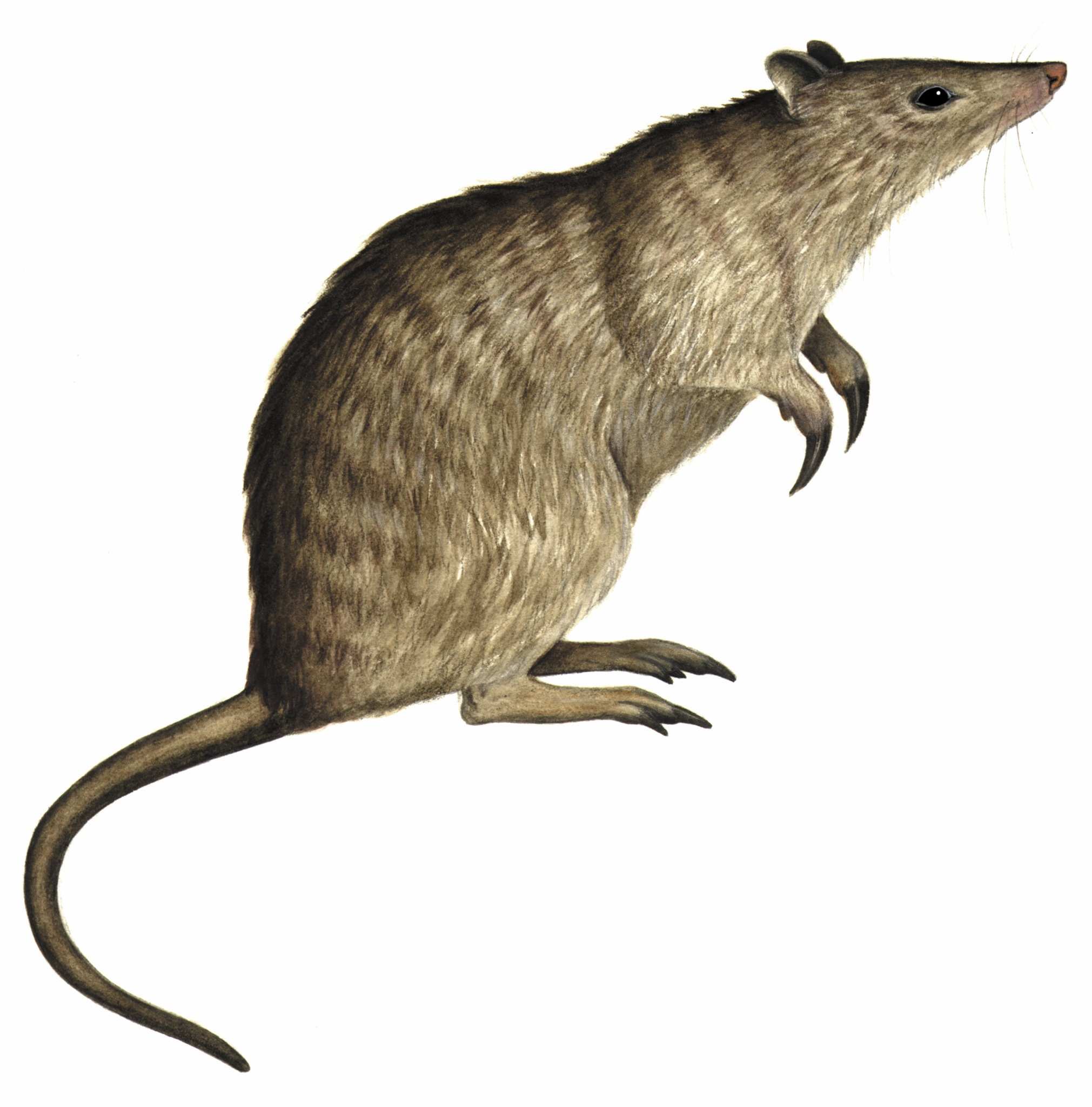 Murgon's 55-million-year-old Tertiary fossils the town's 'best-kept ...