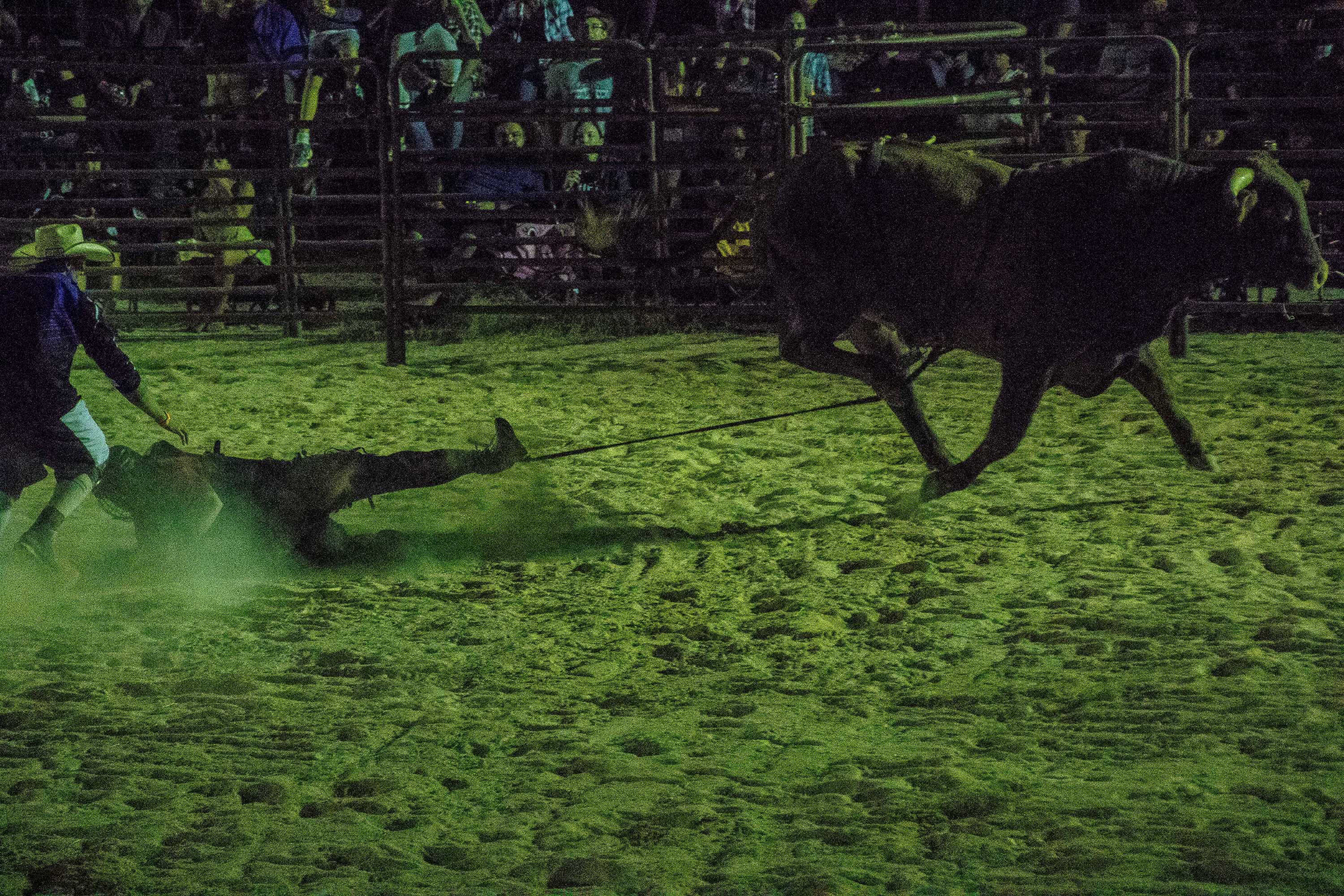 Rodeo rider Jeremiah Day gets crushed by 650kg bull and walks away to ...