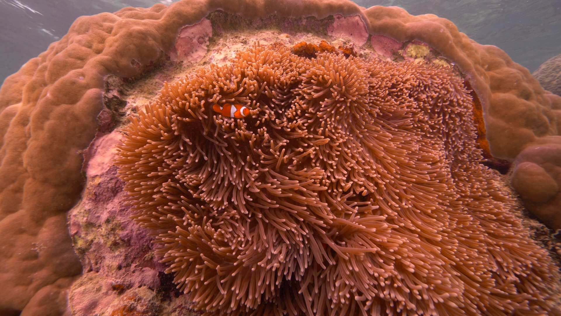 Labor warns Great Barrier Reef Foundation it plans to claw back grant ...