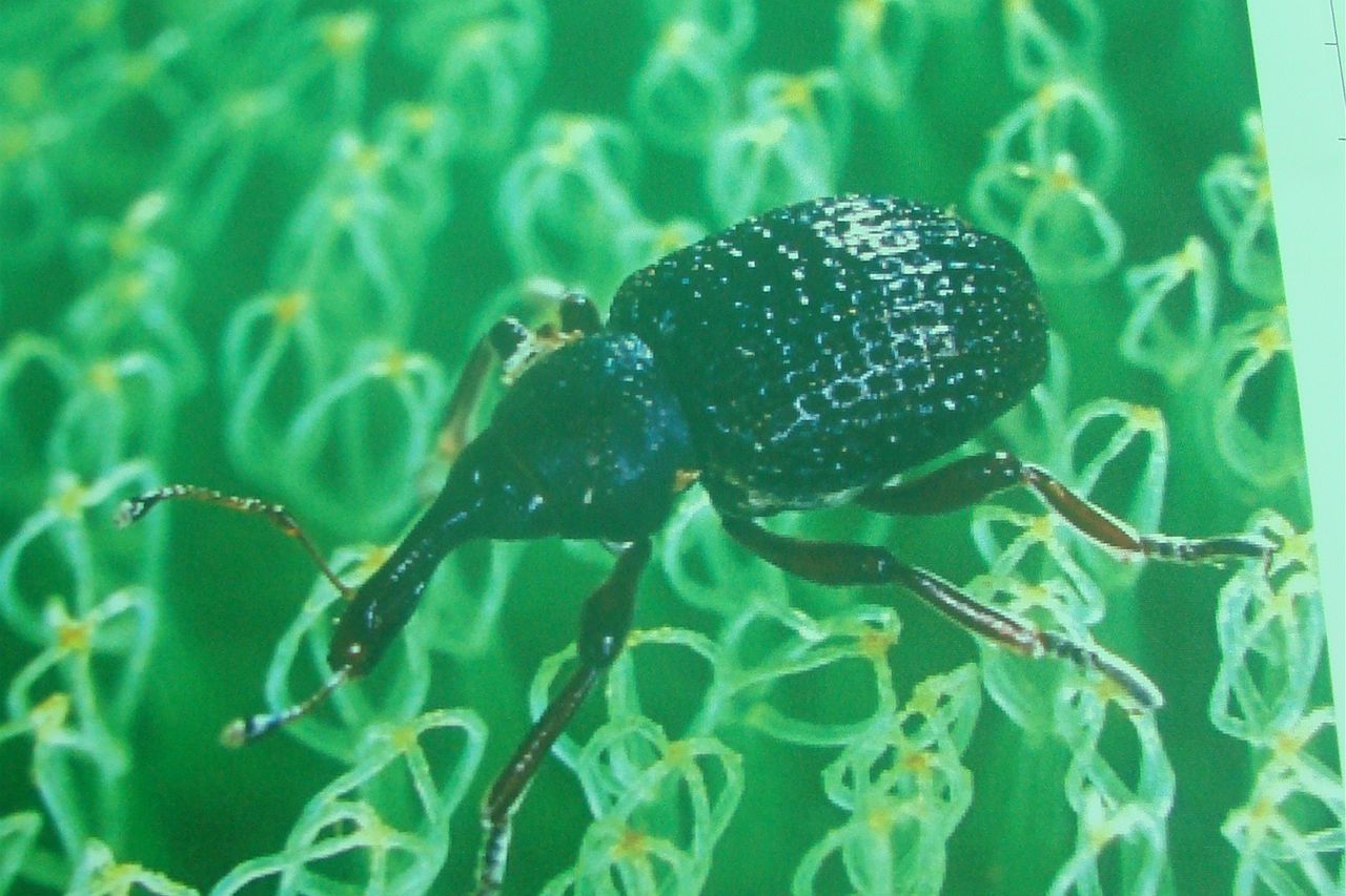 Resident weevil - ABC News