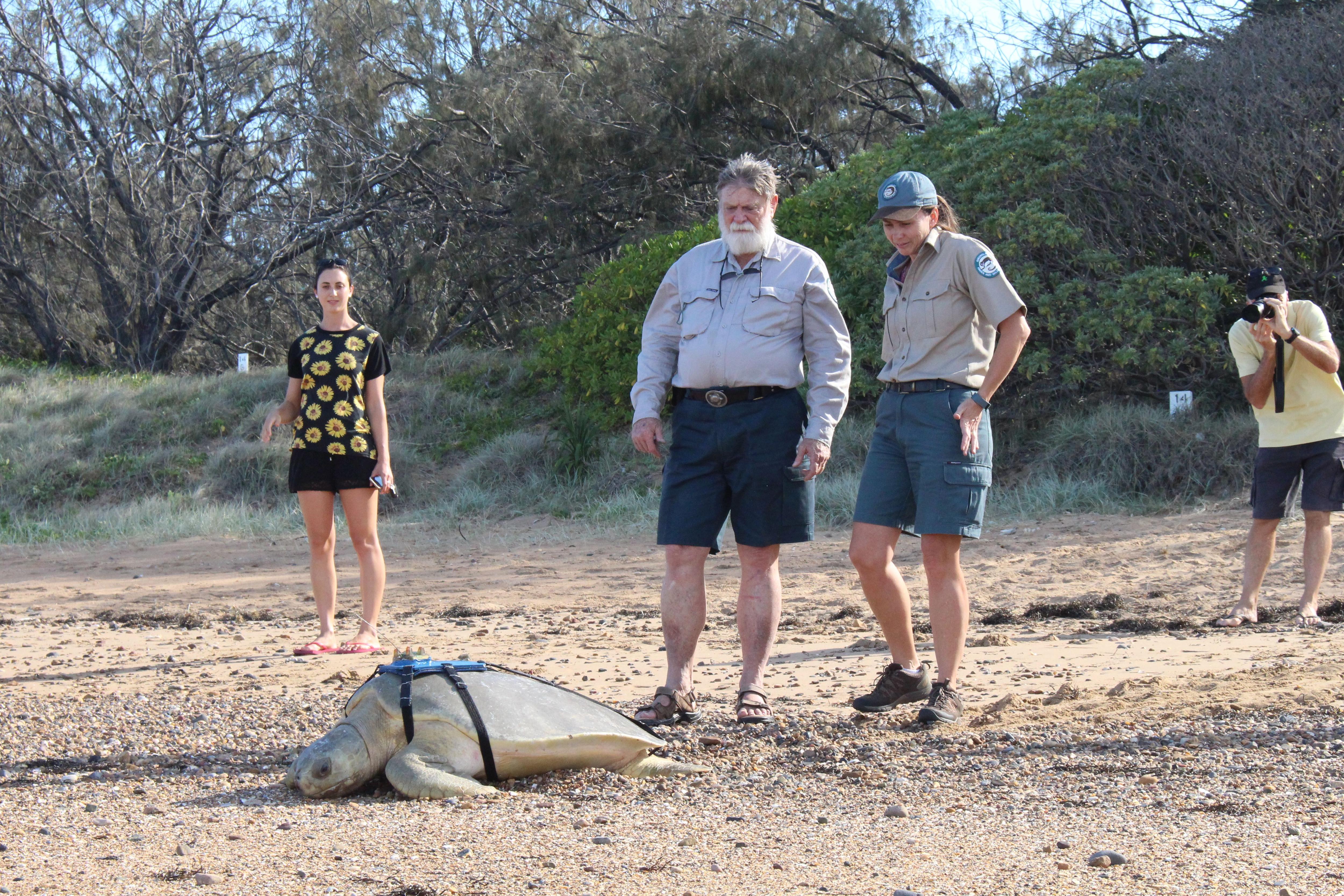 Turtle conservation researcher Col Limpus from Mon Repos rookery ...