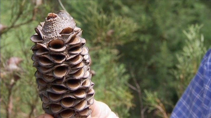 Collecting Native Seed - Gardening Australia