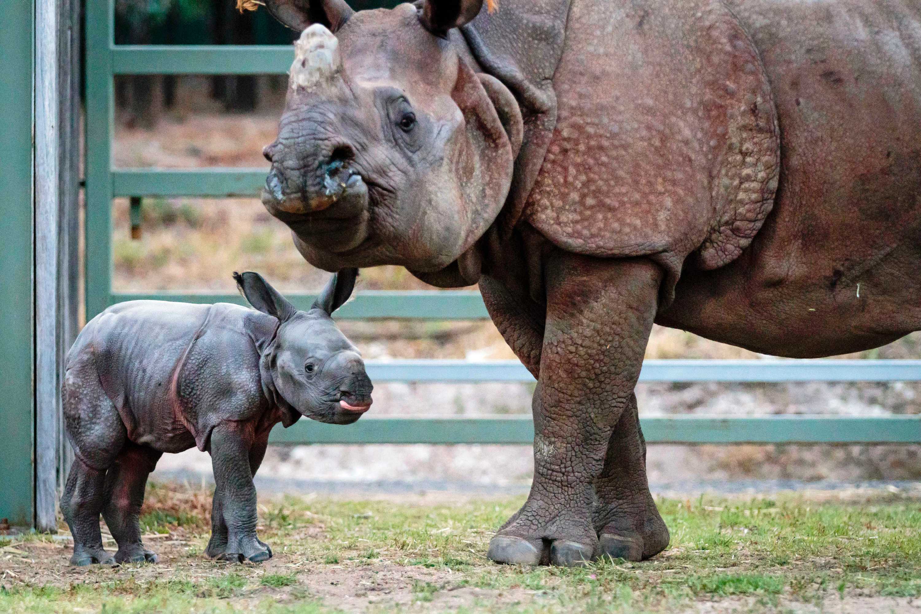 Australia's first greater one-horned rhino born at Dubbo zoo - ABC News