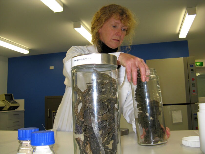 Seaweed anticoagulant trials - ABC News